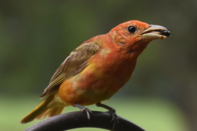 Summer Tanager