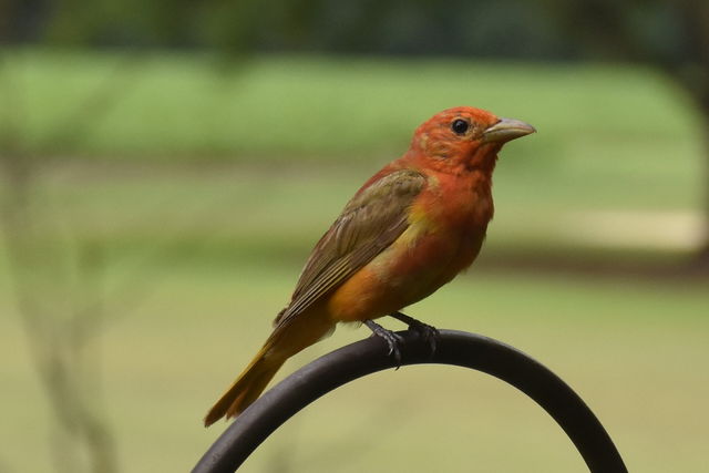 Summer Tanager