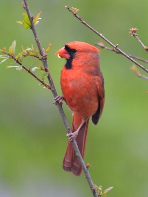 Northern Cardinal
