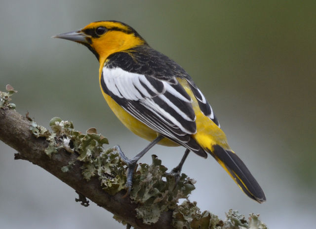 Bullock's Oriole