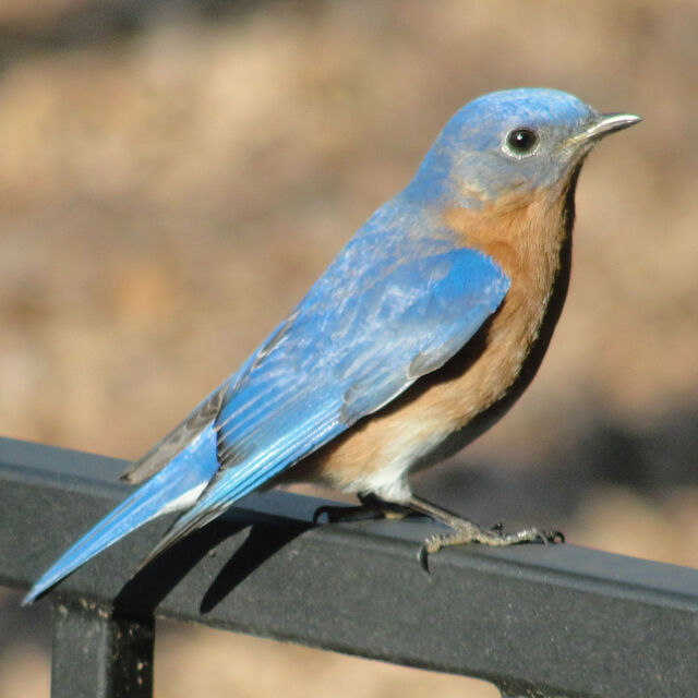 Eastern Bluebird
