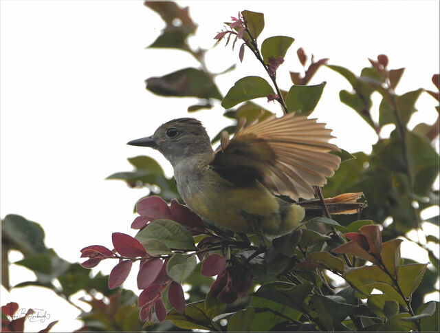 Great Crested Flycatcher