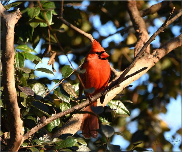 Northern Cardinal