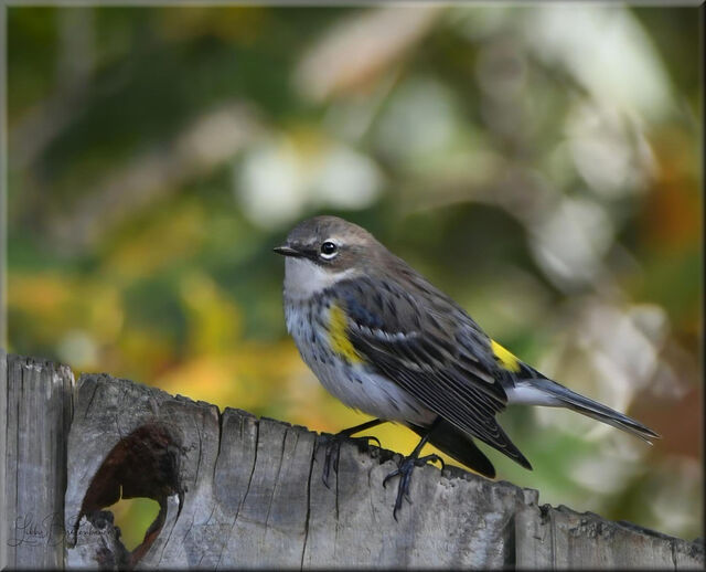 Yellow-rumped Warbler