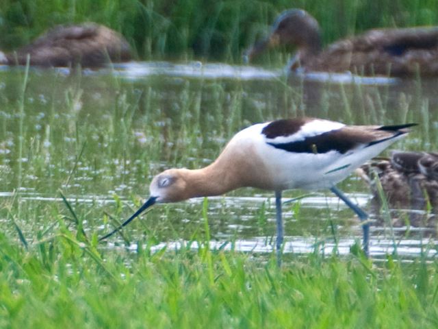 American Avocets American Avocets