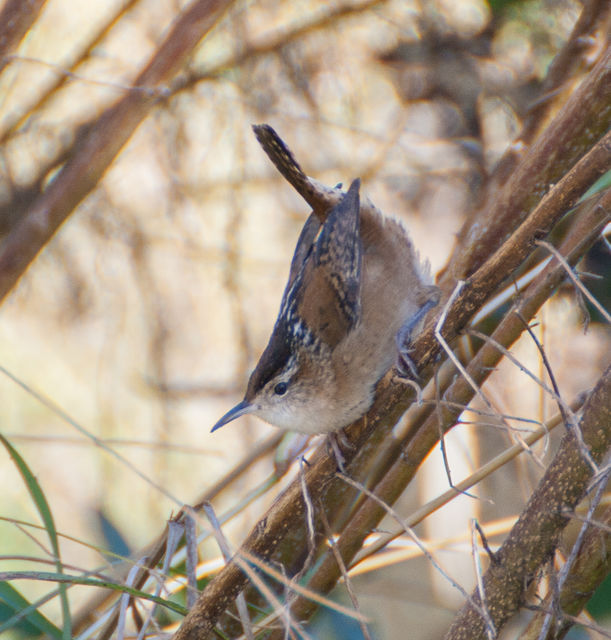Marsh Wren Marsh Wren