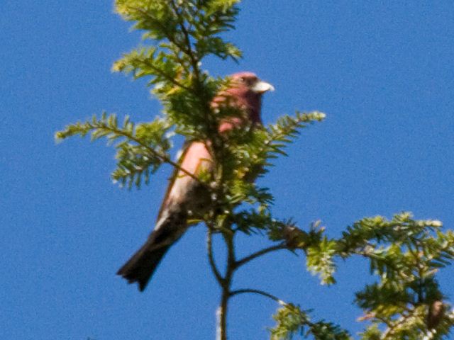 White-winged Crossbill White-winged Crossbill