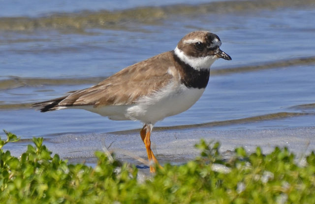 Common Ringed Plover