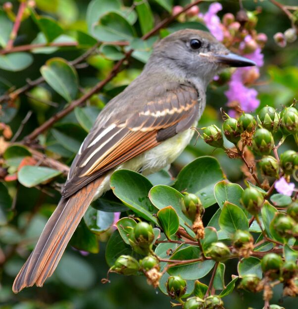Great Crested Flycatcher