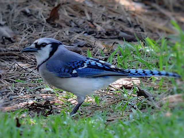 Blue Jay