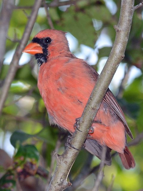 Northern Cardinal