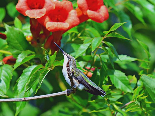 Ruby-throated Hummingbird