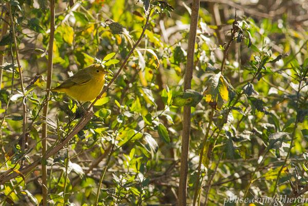 Yellow Warbler