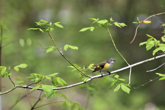 American Redstart