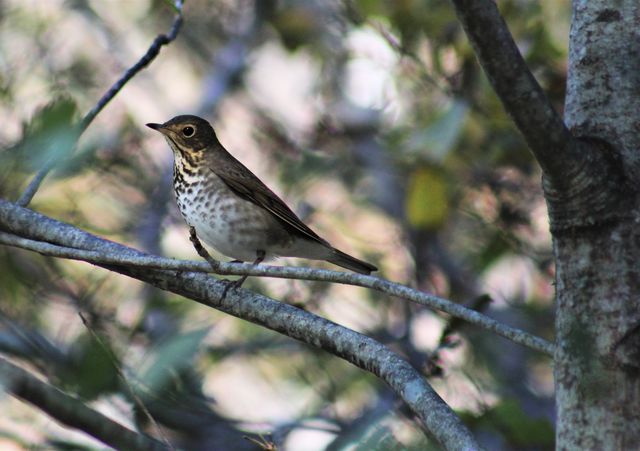 Swainson's Thrush