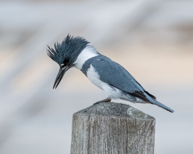 Belted Kingfisher