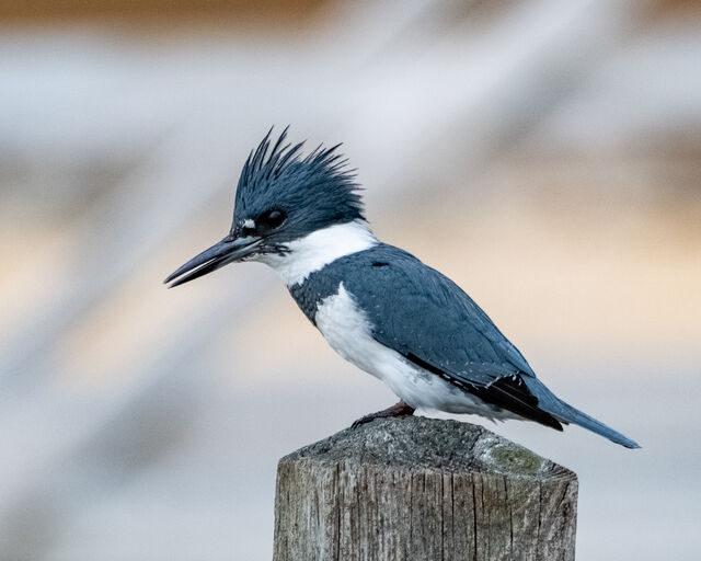 Belted Kingfisher