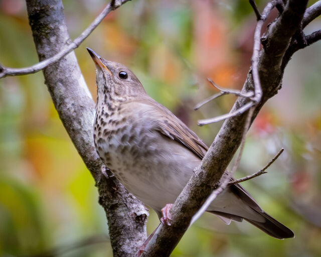Gray-cheeked Thrush
