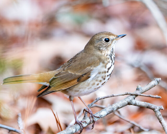 Hermit Thrush