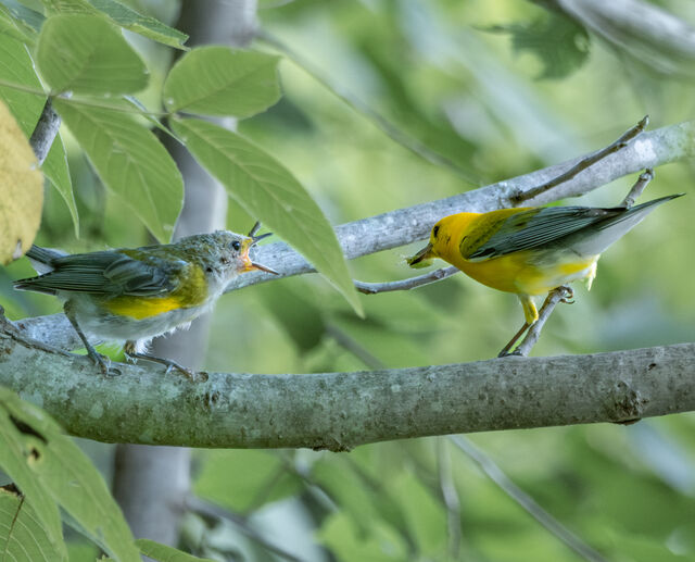 Prothonotary Warbler