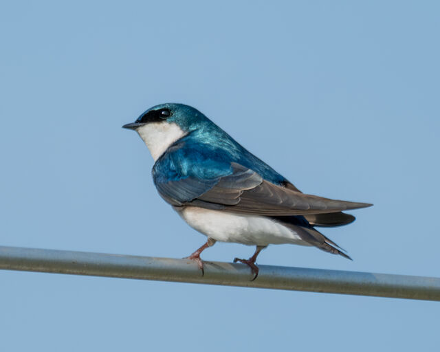 Tree Swallow