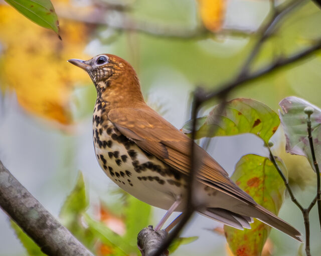 Wood Thrush
