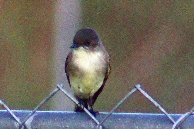 Eastern Phoebe