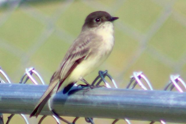Eastern Phoebe