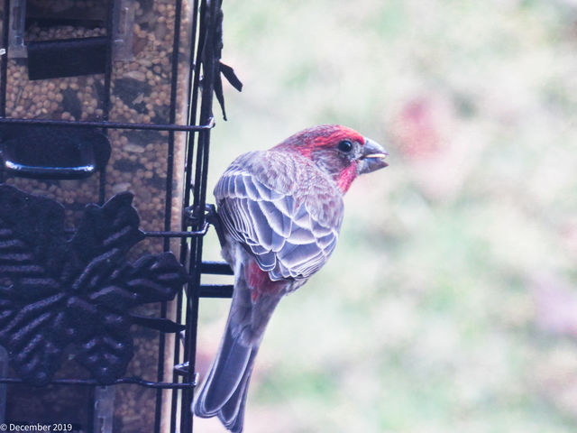House Finch