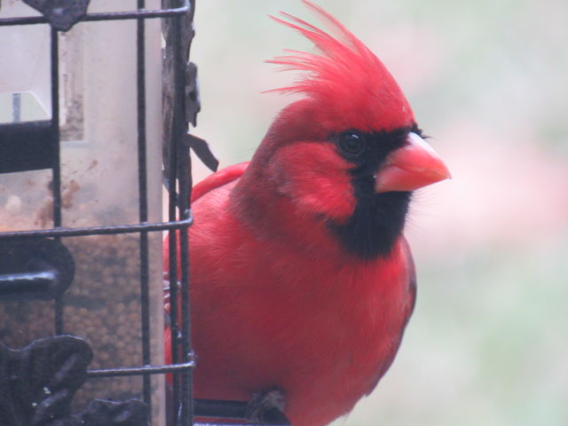 Northern Cardinal