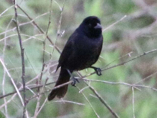 Shiny Cowbird