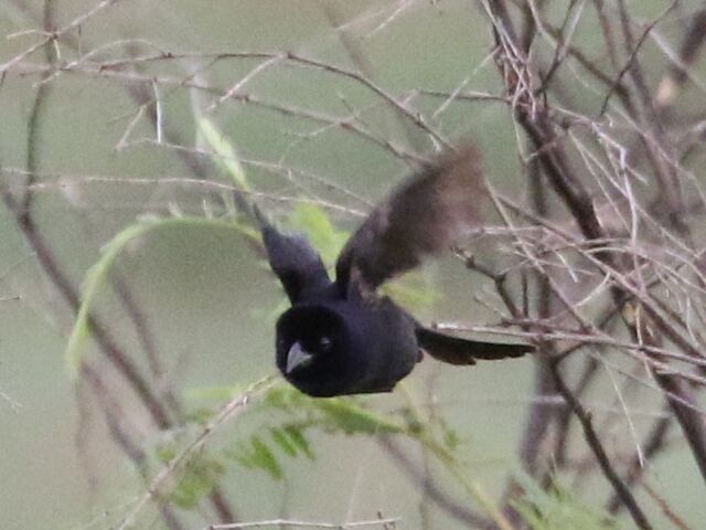 Shiny Cowbird