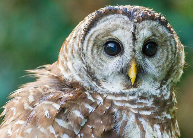 Barred Owl