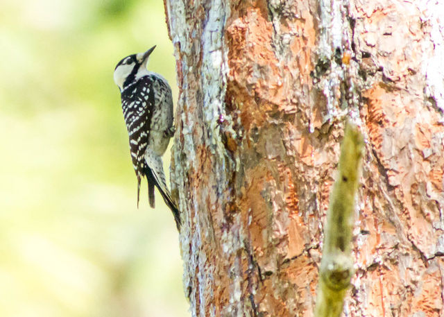 Red-cockaded Woodpecker