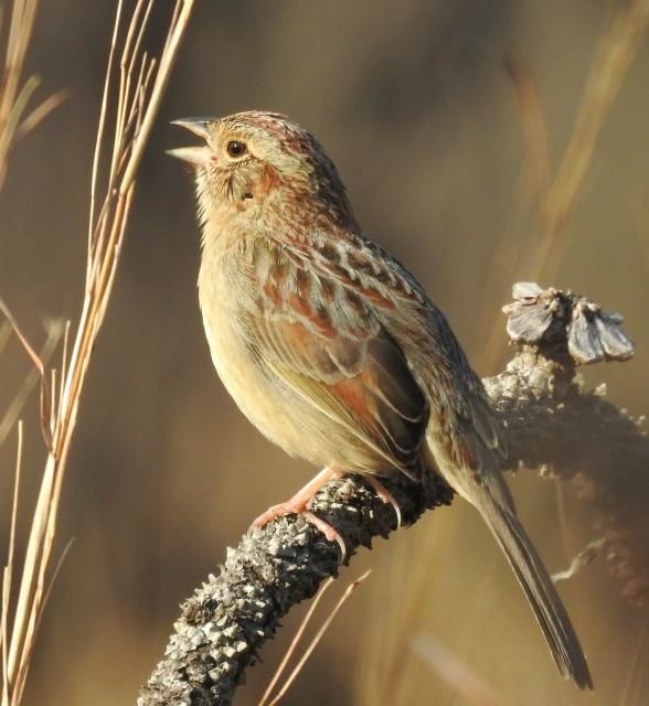Bachman's Sparrow