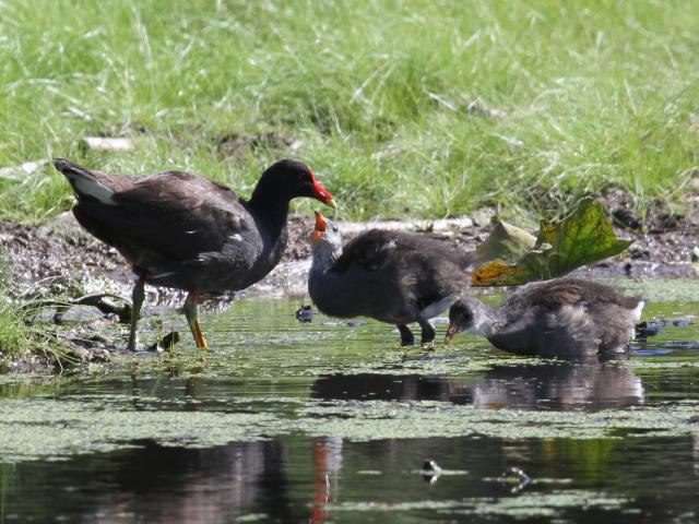Common Gallinules