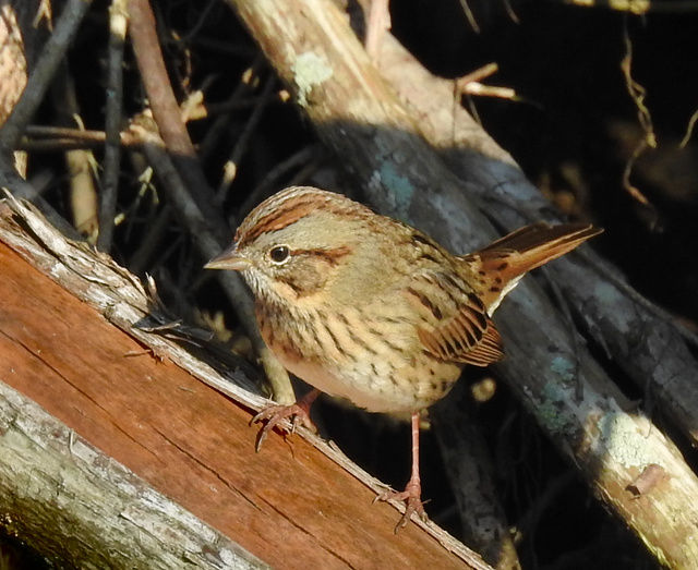 Lincoln's Sparrow