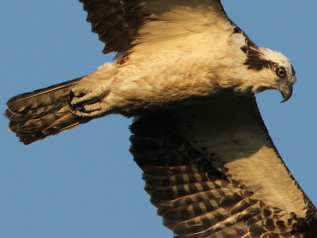 Osprey