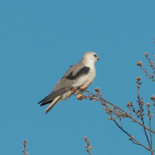 White-tailed Kite