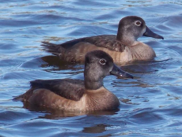 Ring-necked Duck