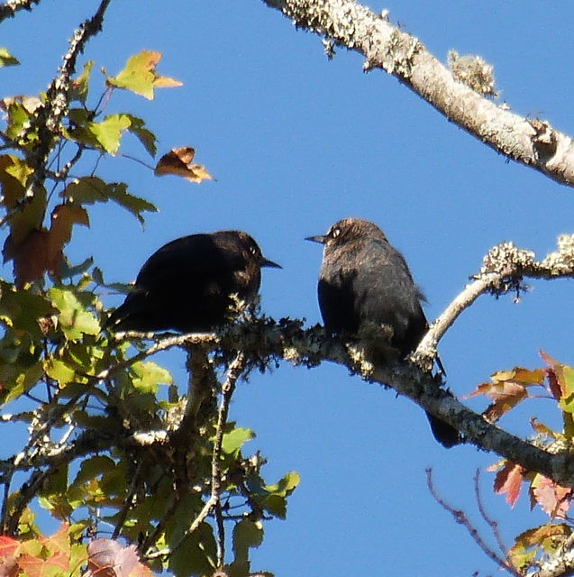 Rusty Blackbird