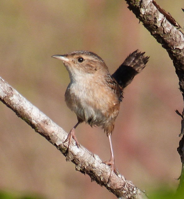 Sedge Wren
