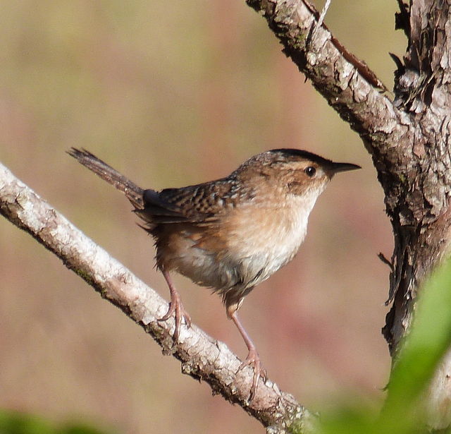 Sedge Wren