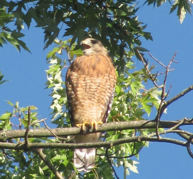 Red-shouldered Hawk