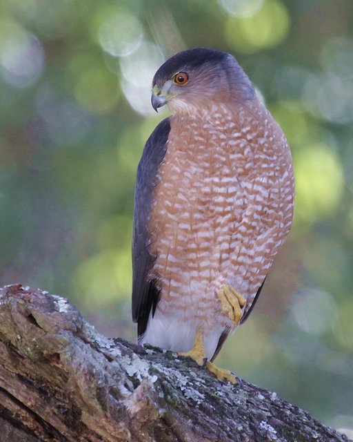 Cooper's Hawk