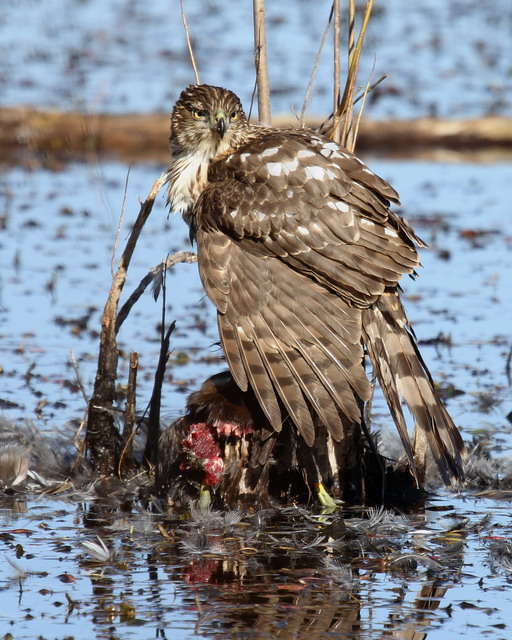 Cooper's Hawk