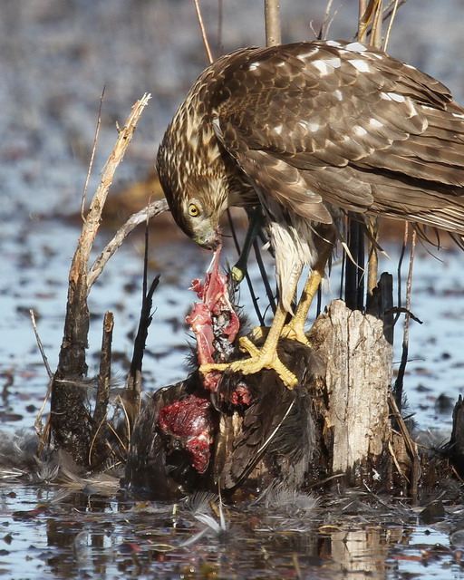 Cooper's Hawk