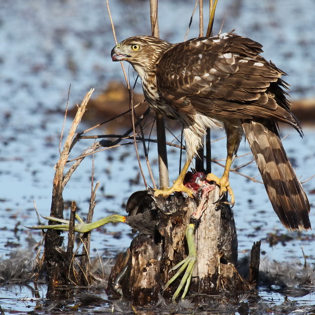 Cooper's Hawk