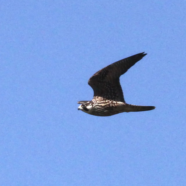 Peregrine Falcon