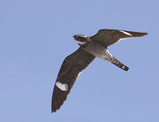Common Nighthawk
